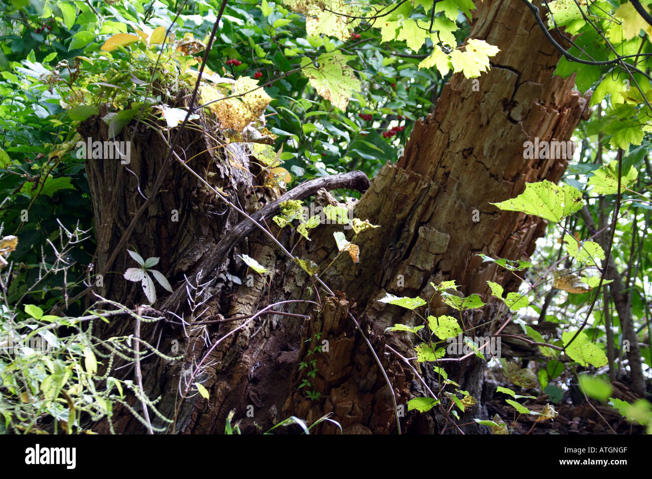 Dead tree. McDowell Grove Forest Preserve park Stock Photo - Alamy