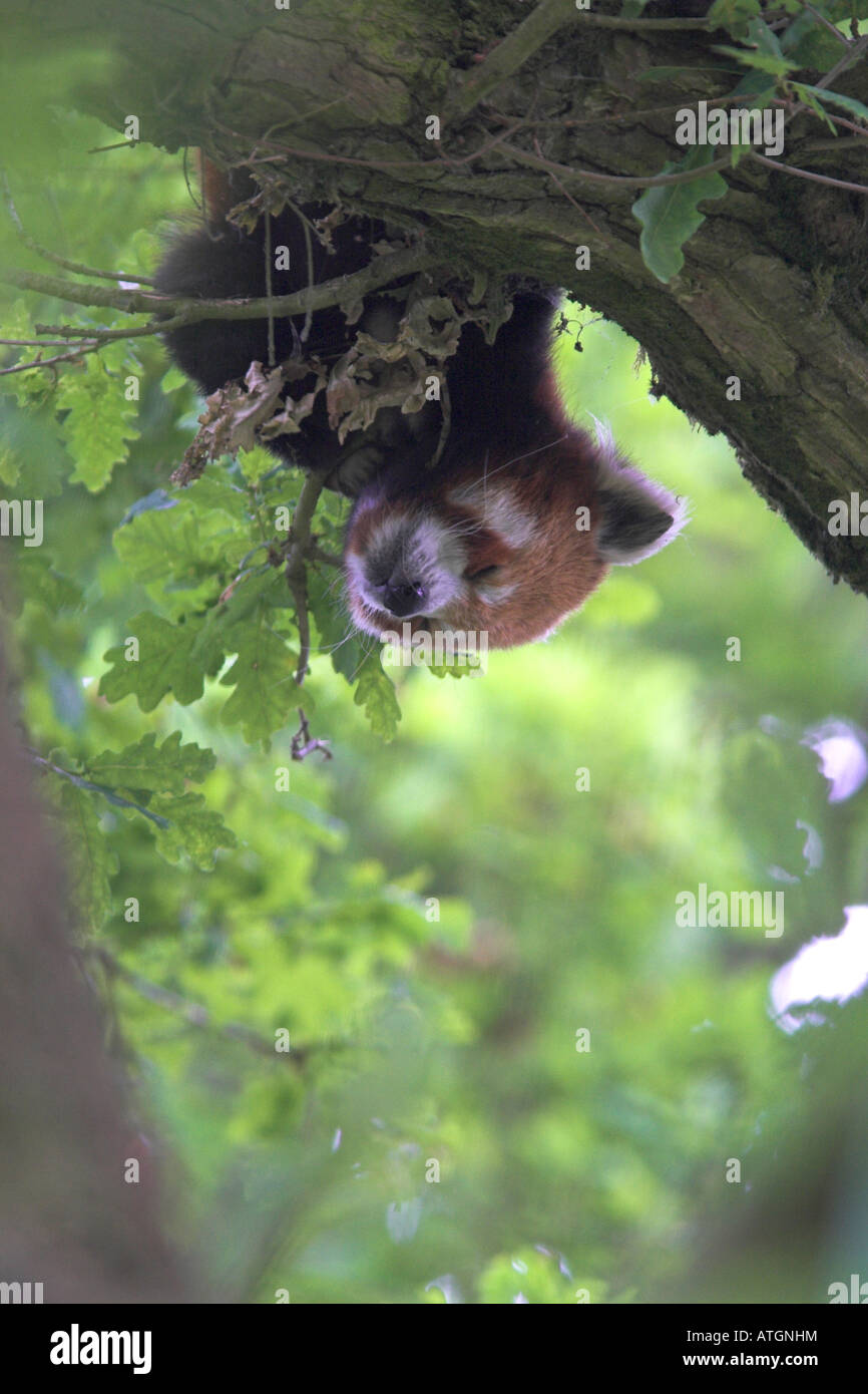 red panda hangs upside down from a tree Stock Photo - Alamy