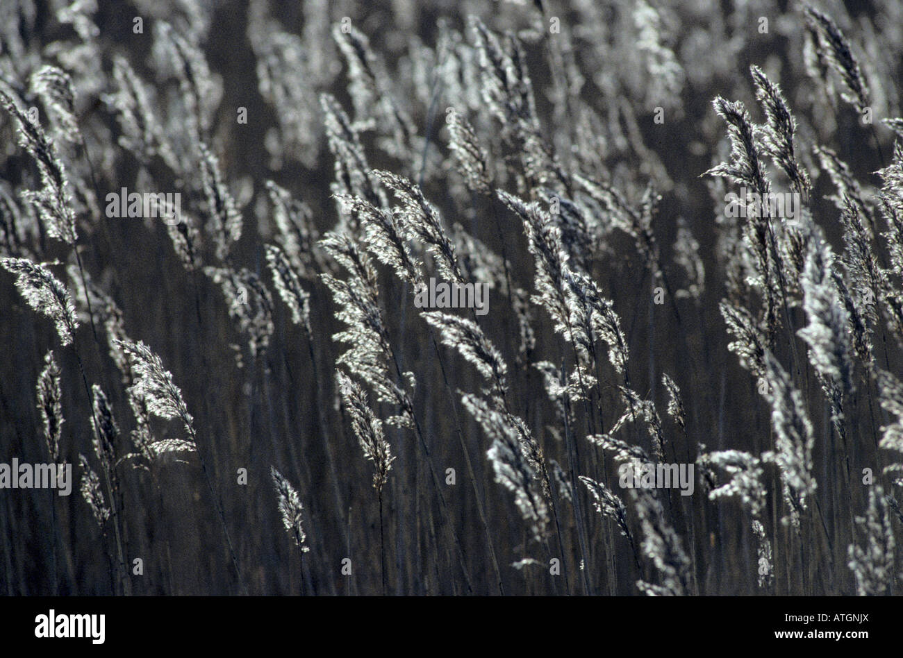 Phragmites reeds in reedbed hi-res stock photography and images - Alamy