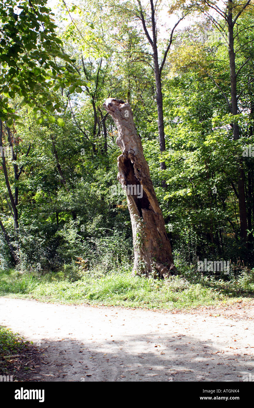 Standing dead tree next to the path Stock Photo - Alamy