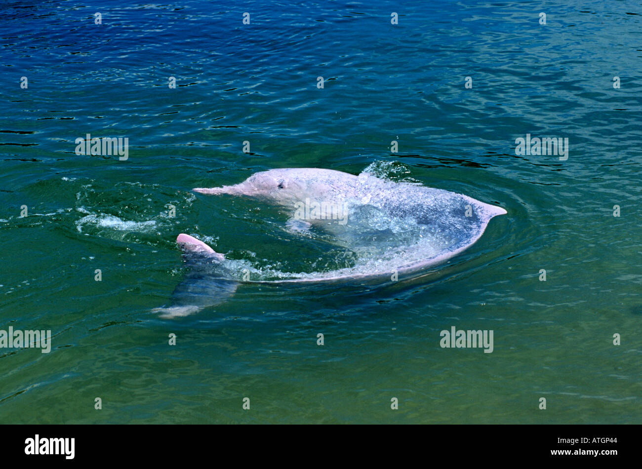 Indo Pacific humpback dolphin, pink phase, (Sousa chinensis) Captive ...