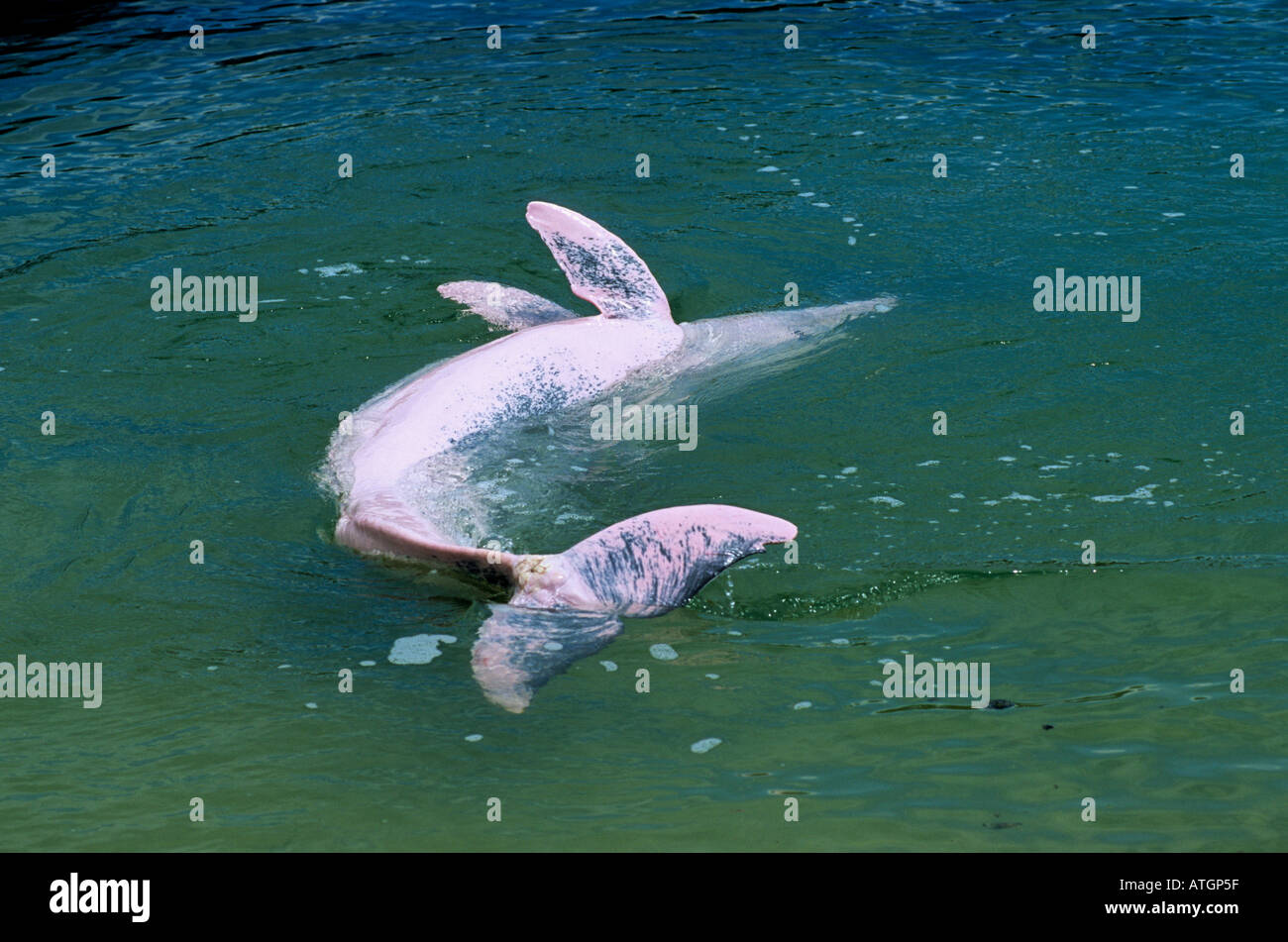 Indo Pacific Humpback Dolphin Sousa Chinensis High Resolution Stock ...