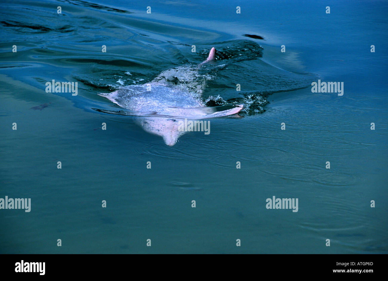 Indo Pacific Humpback Dolphin Sousa Chinensis High Resolution Stock ...