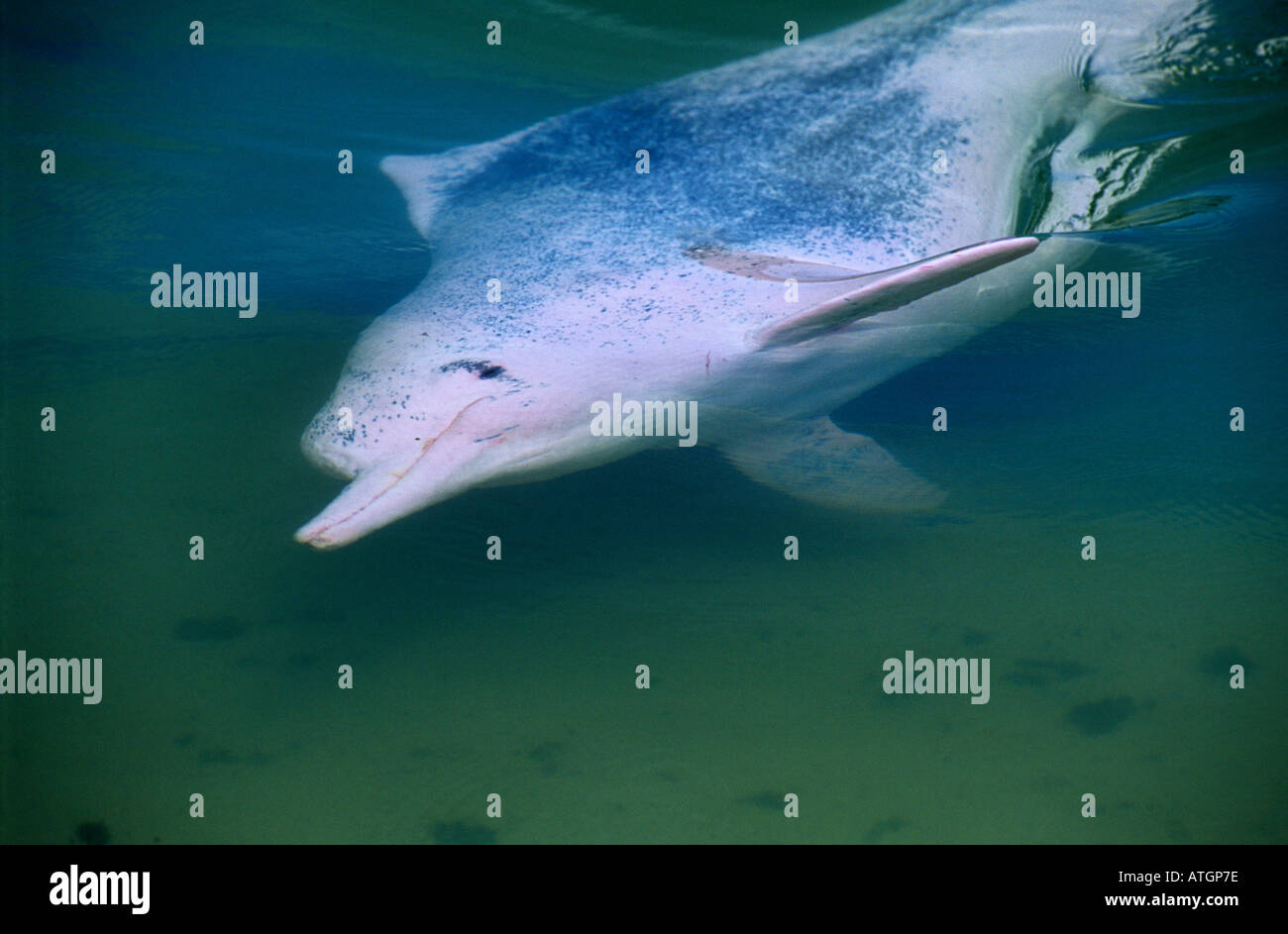 Indo Pacific humpback dolphin, pink phase, (Sousa chinensis) Captive ...