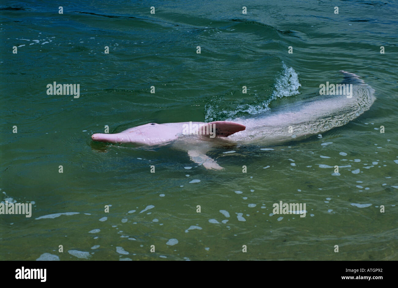 Indo Pacific humpback dolphin, pink phase, (Sousa chinensis) Captive ...