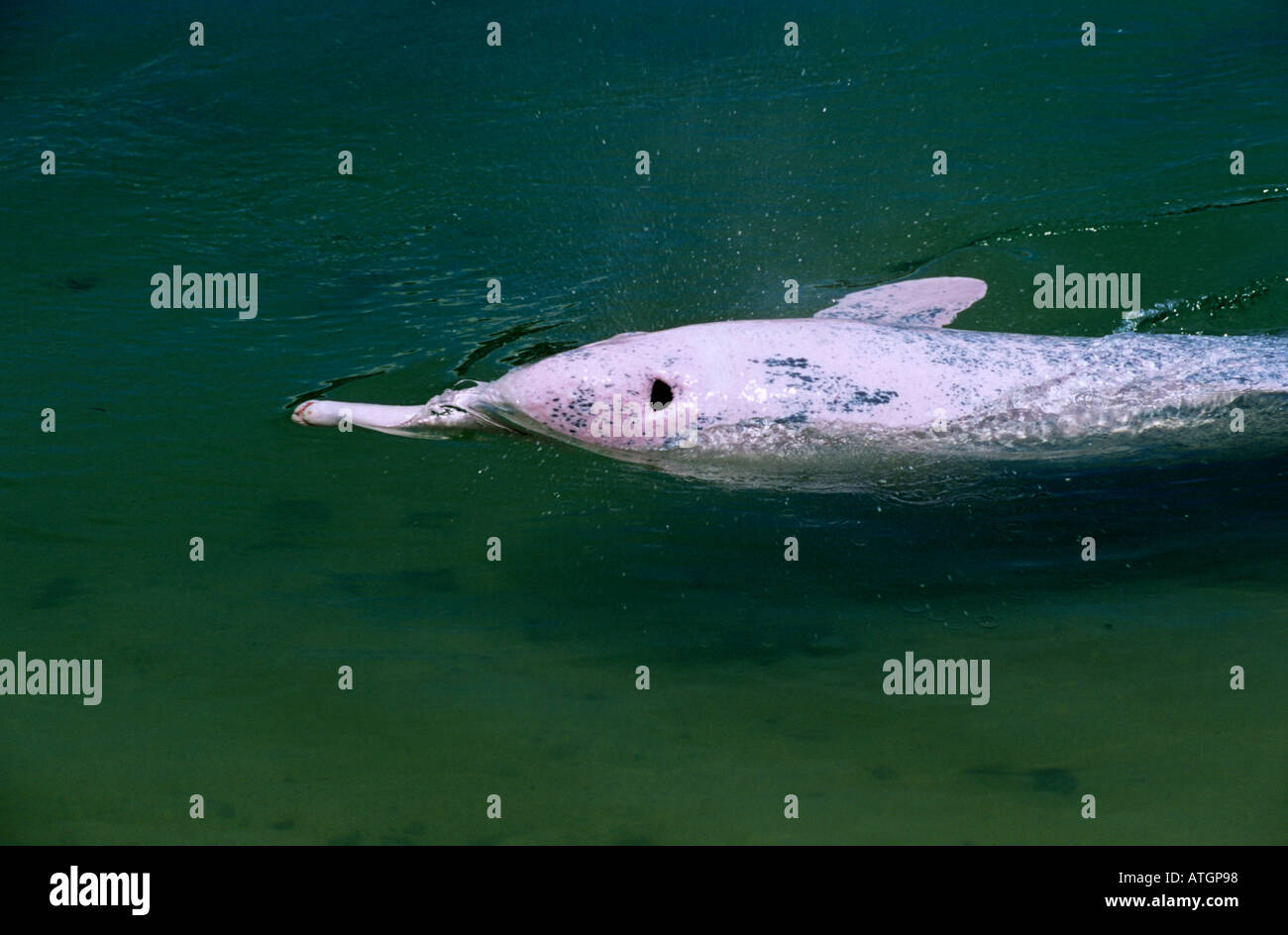 Indo Pacific Humpback Dolphin Sousa Chinensis High Resolution Stock ...