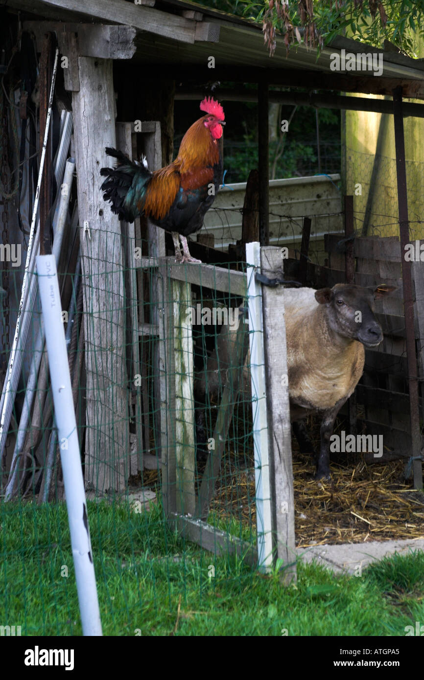 Cockerel france hi-res stock photography and images - Alamy