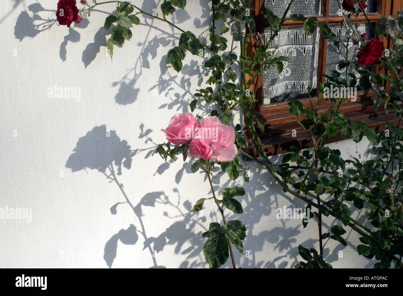 Gite window with shadows of roses cast against white wall of gite Early ...