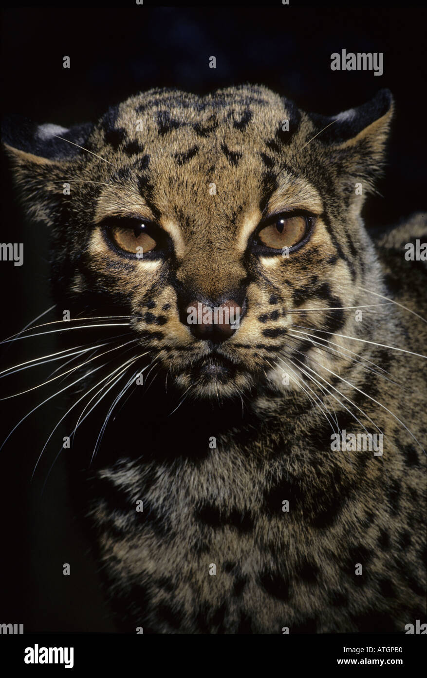 Pardofelis Marmorata