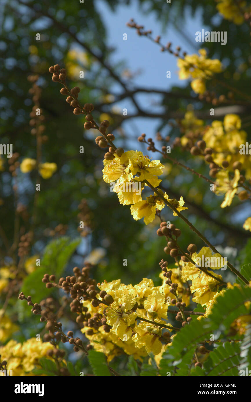 closeup of flowers from yellow poinciana tree Peltophorum pterocarpum Stock Photo - Alamy