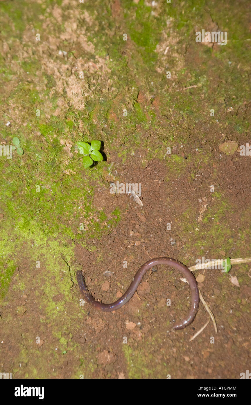 Type of worm hi-res stock photography and images - Alamy