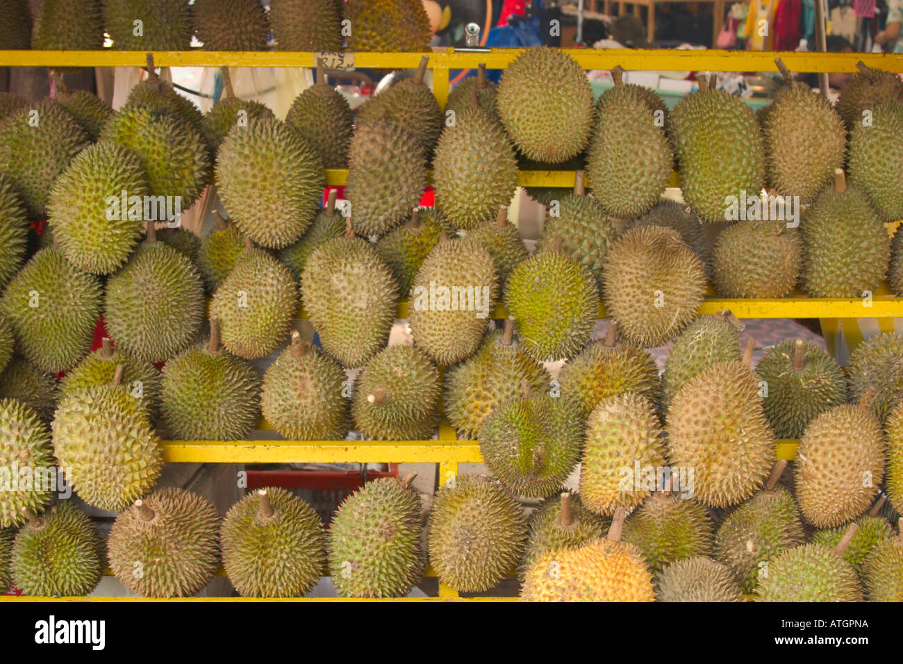 rows of durians on stall display, Malaysia Stock Photo - Alamy