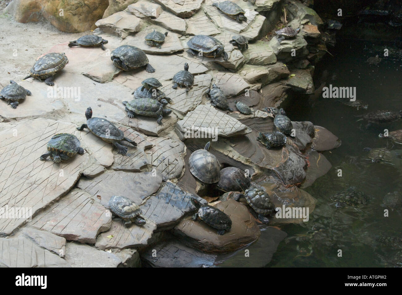 Many turtles hi-res stock photography and images - Alamy