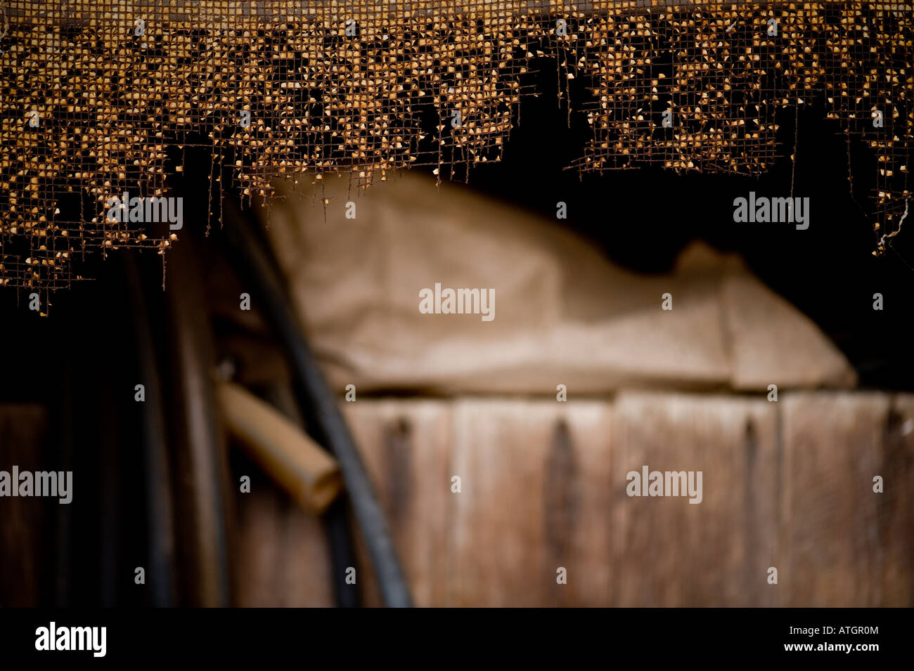 A rusted out painted window screen has given way to show hoses wood and ...