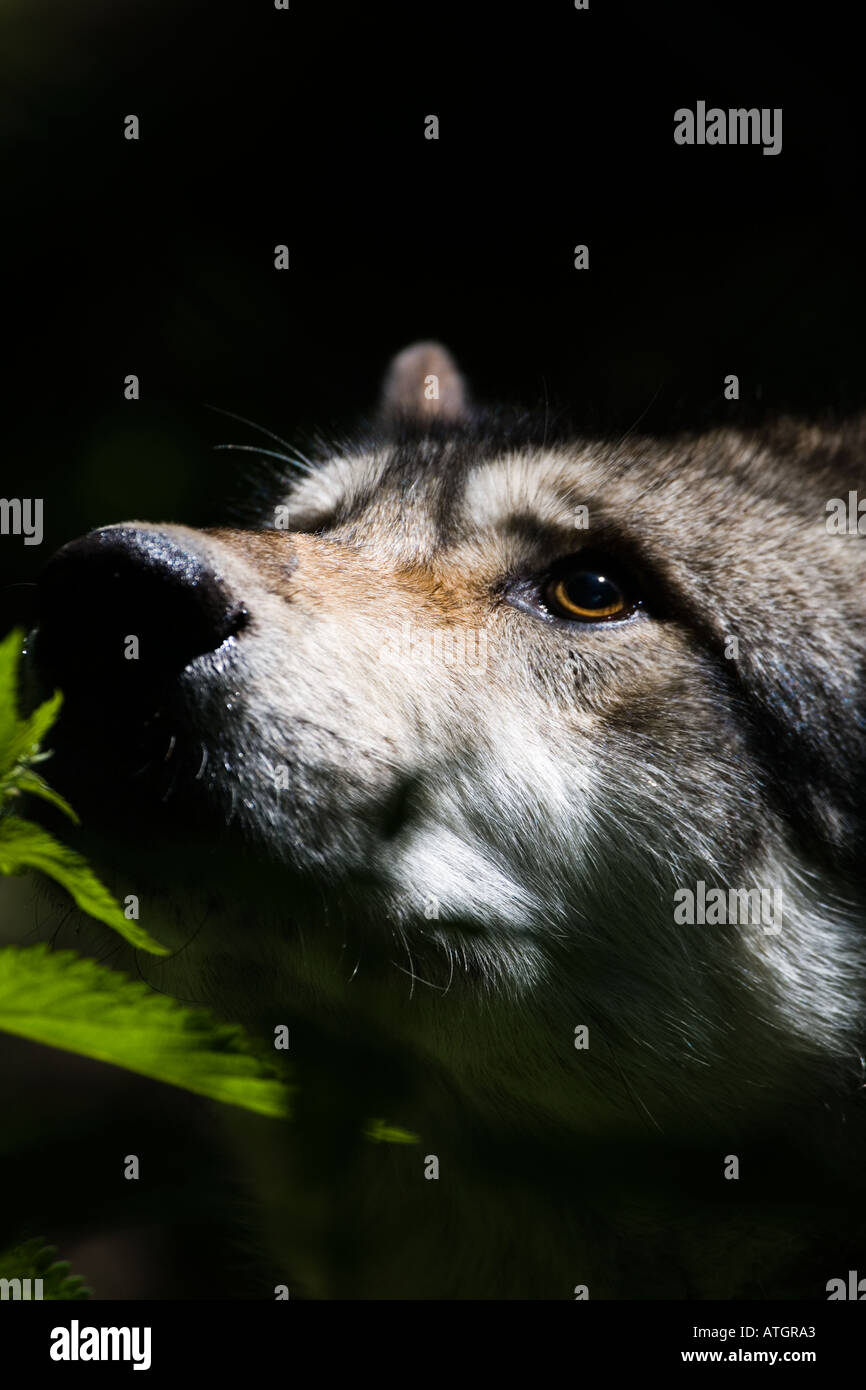 Sly wolf hi-res stock photography and images - Alamy