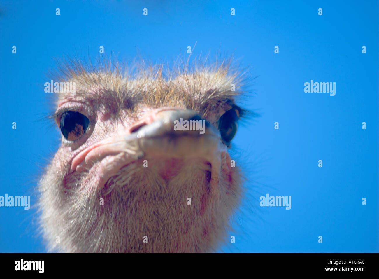Birds spotting hi-res stock photography and images - Alamy