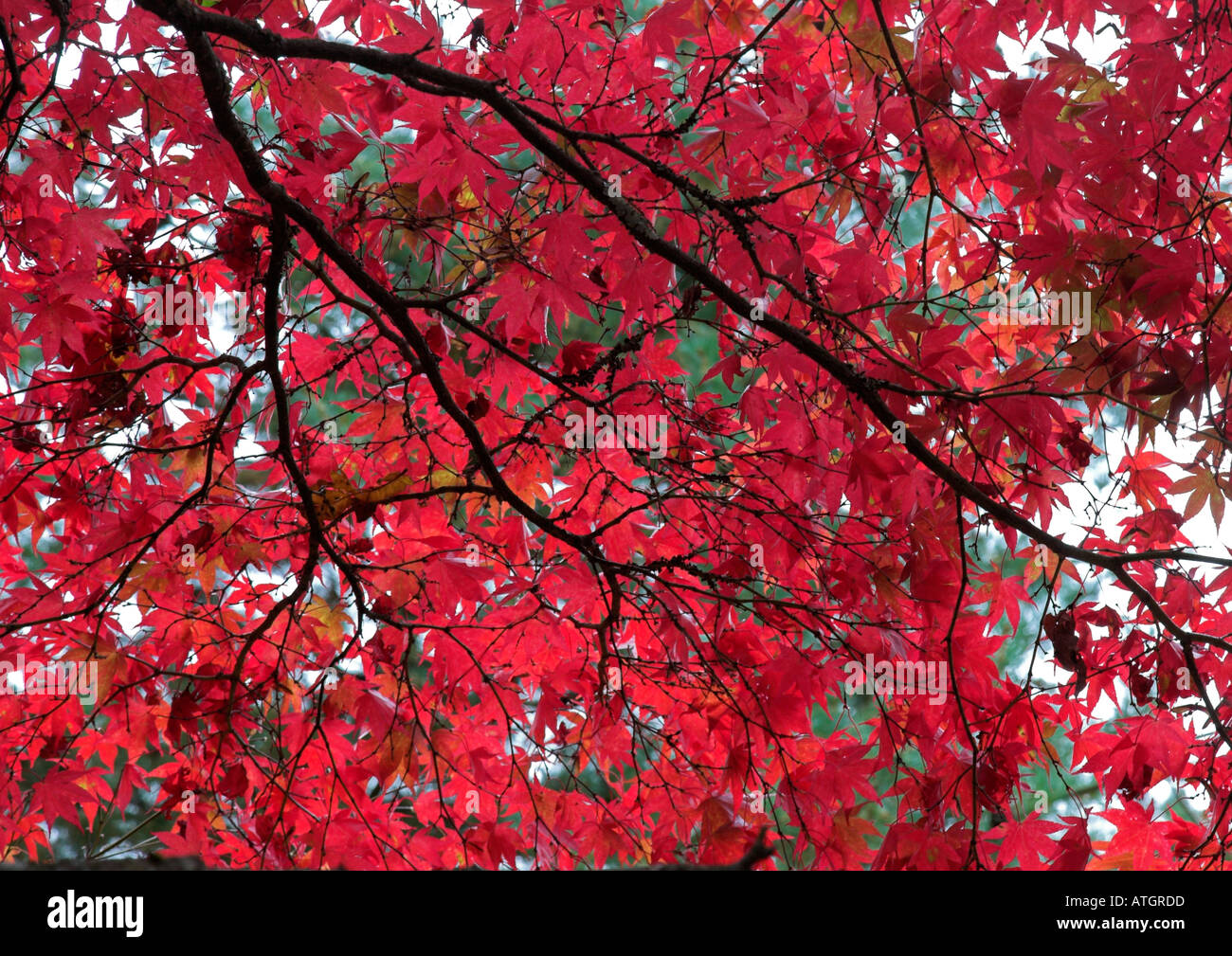 A mass of leaves hi-res stock photography and images - Alamy