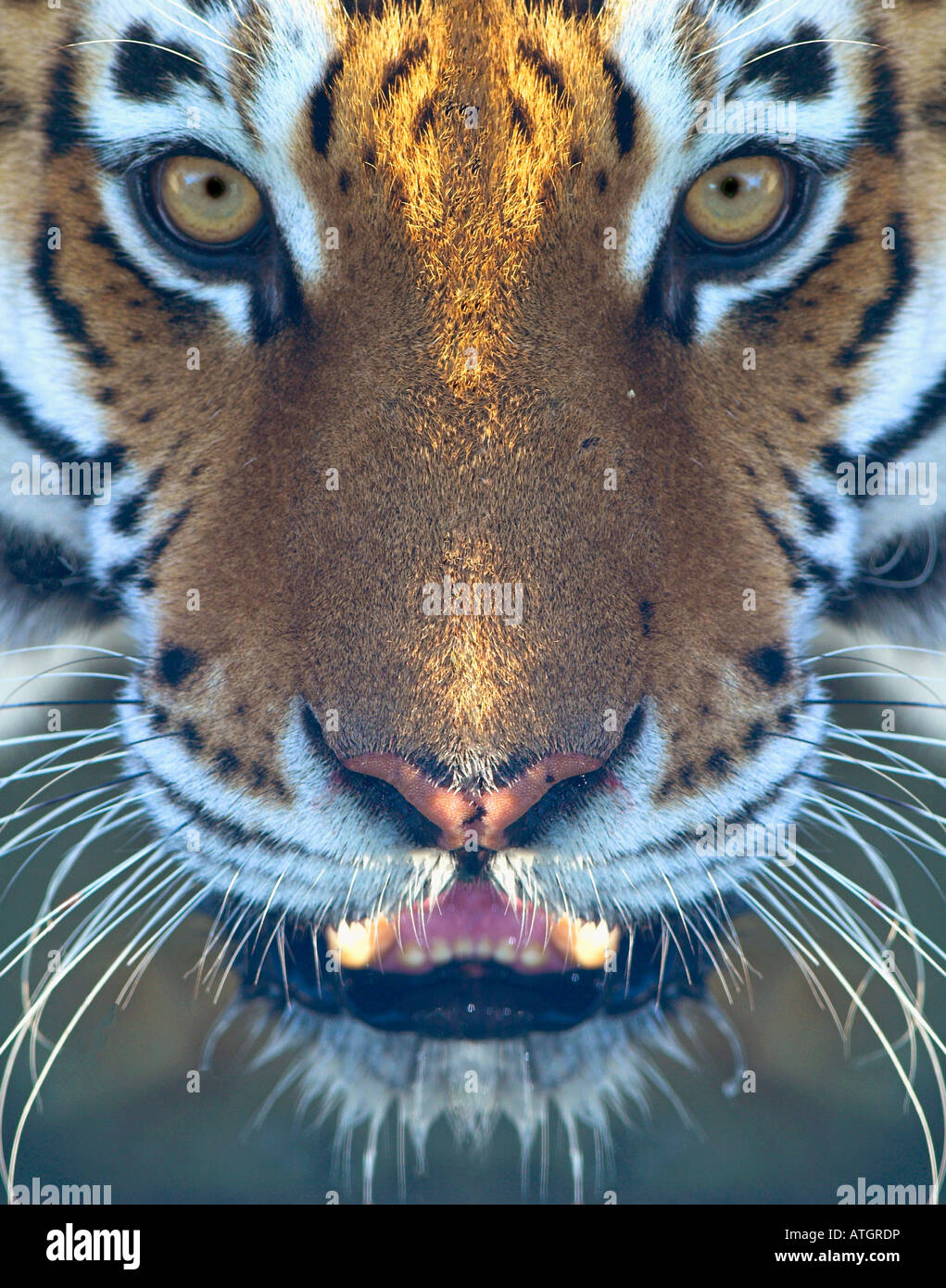 hot tiger drinks at his waterhole Stock Photo - Alamy