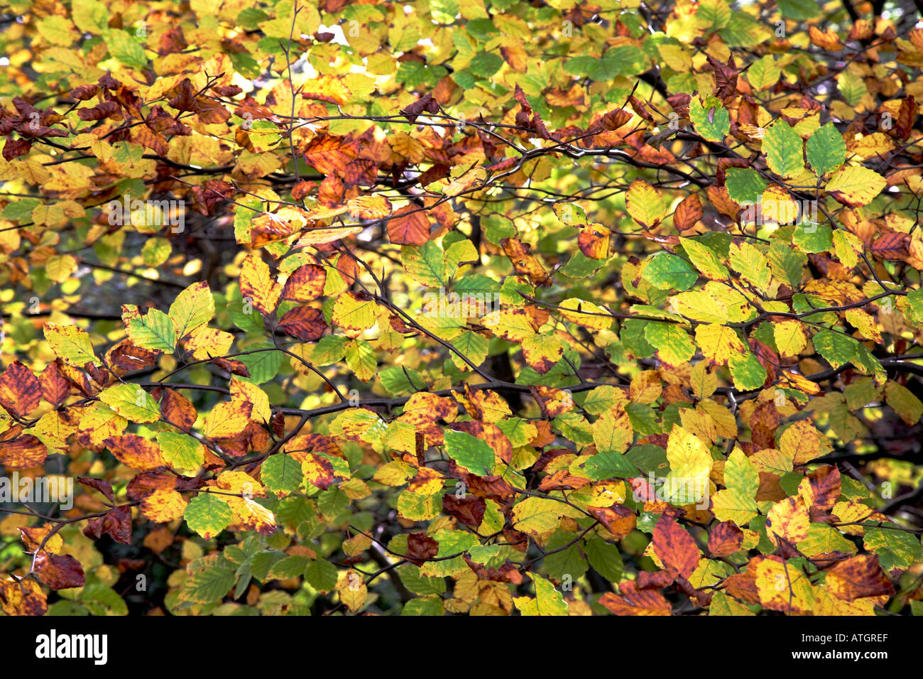 Autumn Leaves on a tree Stock Photo - Alamy