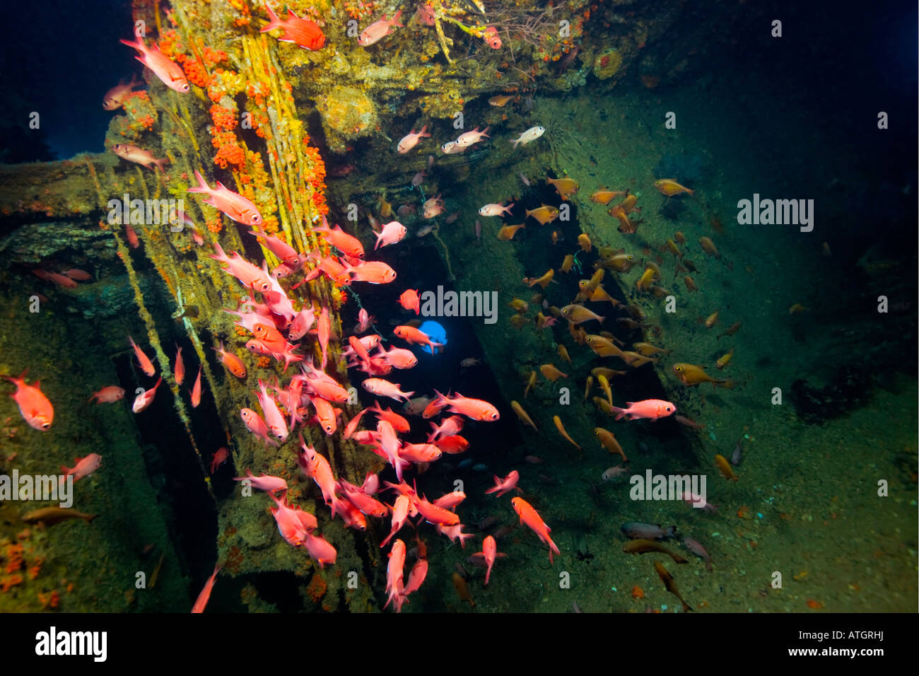 Whitetip Soldierfish and Vanikoro Sweepers guard the entrances to the ...