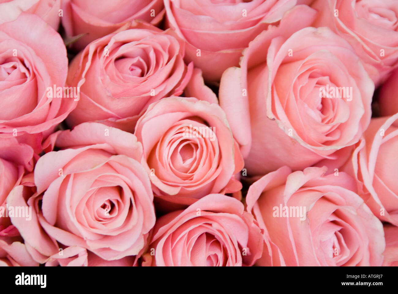 rows of pink roses in a retail display bouquet Stock Photo - Alamy