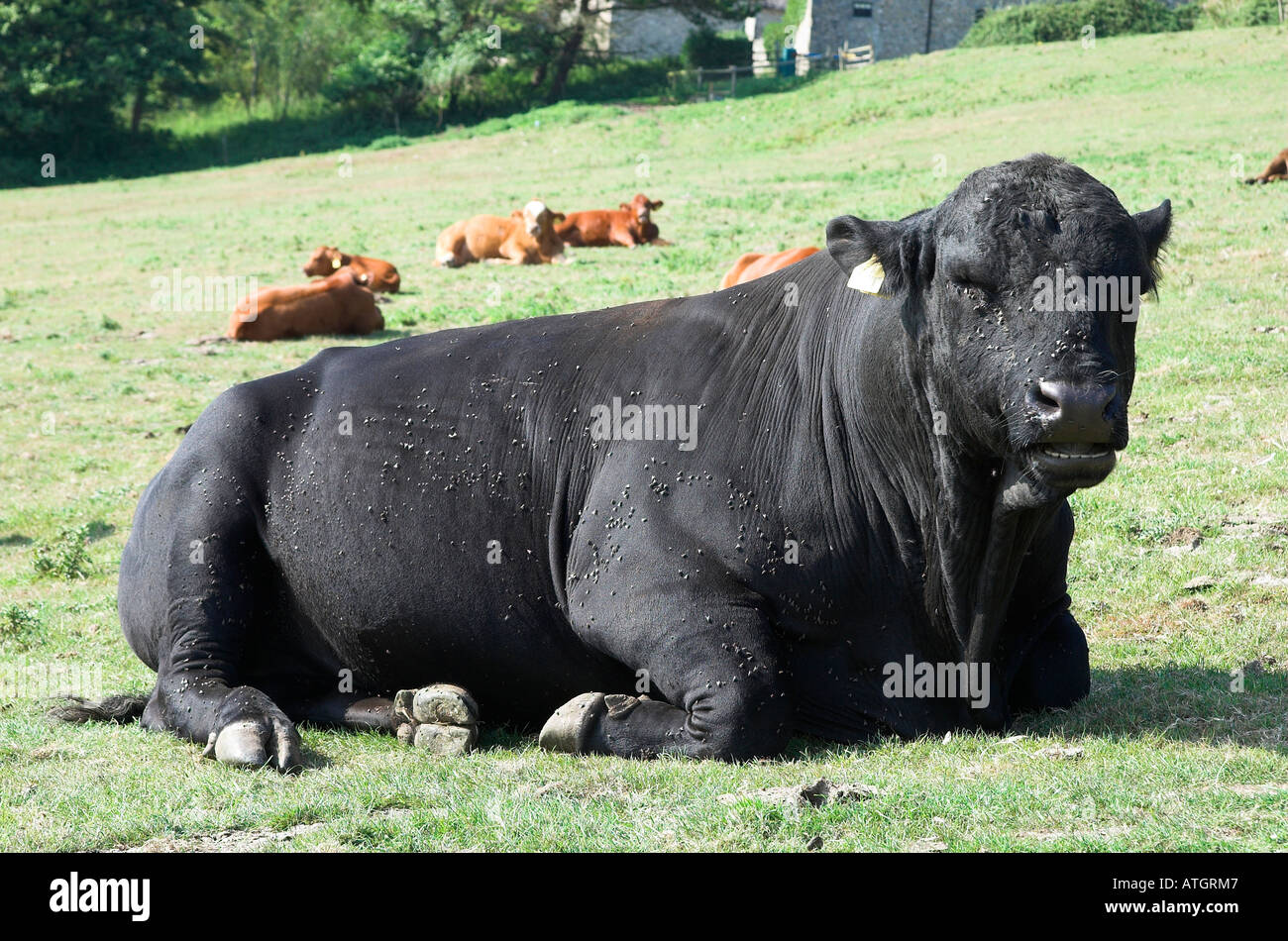 Bullock resting hi-res stock photography and images - Alamy