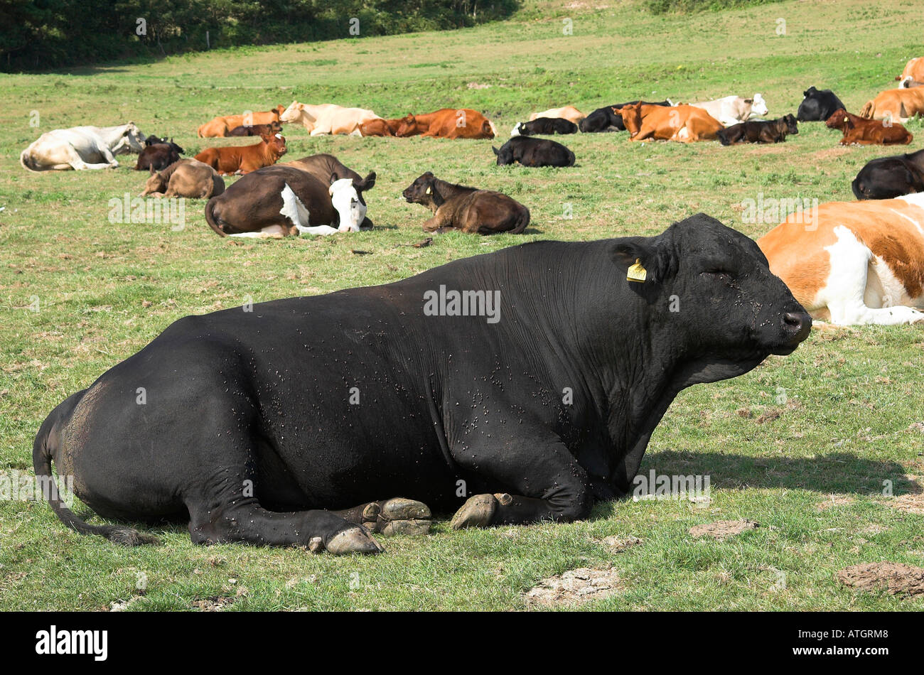 Devon Red Beef Cattle High Resolution Stock Photography and Images - Alamy