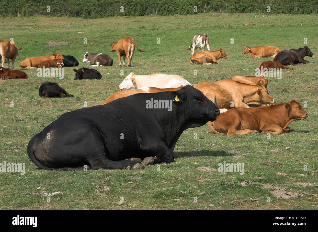 Cattle resting hi-res stock photography and images - Alamy