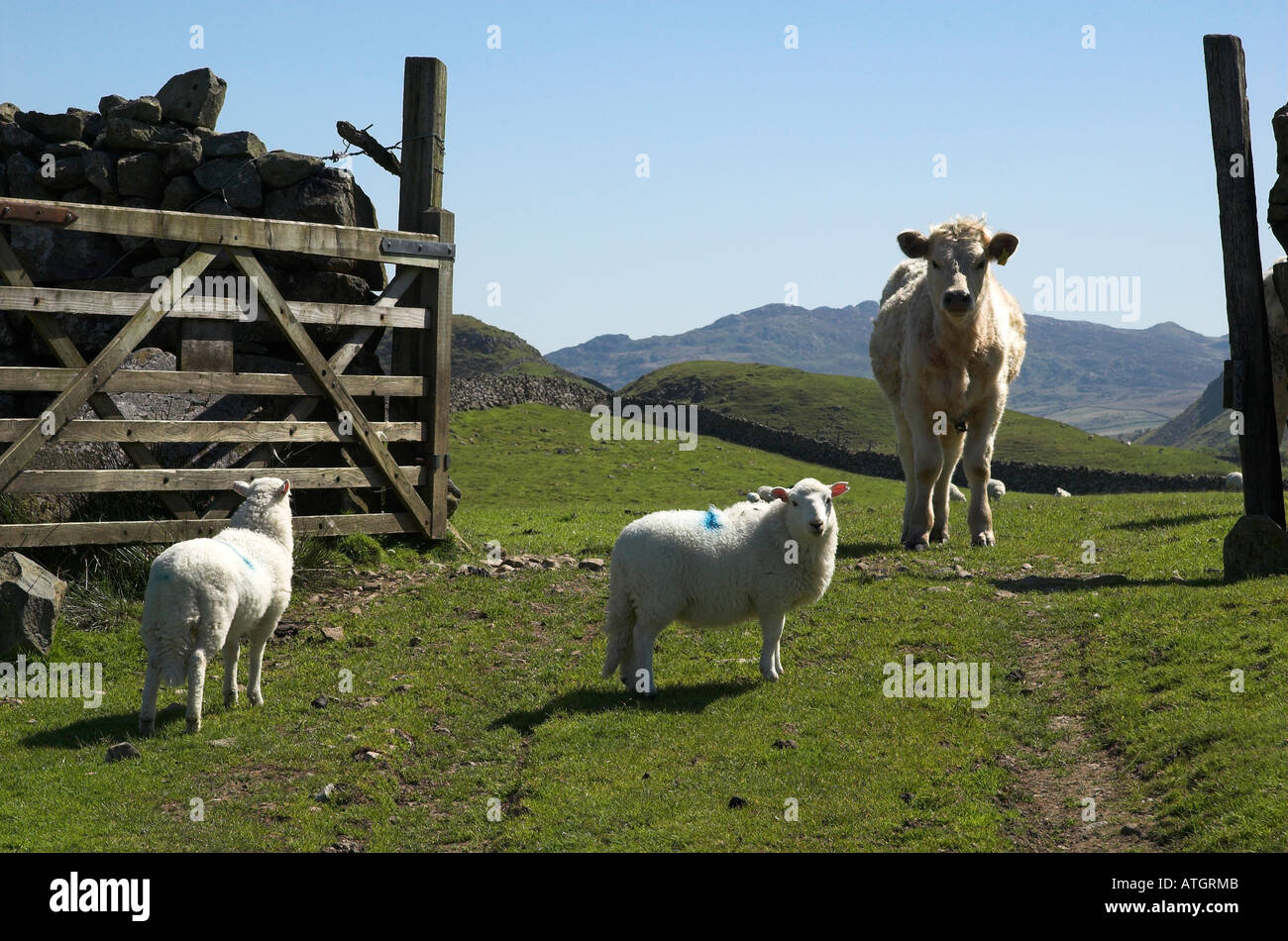 Sheep gate hi-res stock photography and images - Alamy