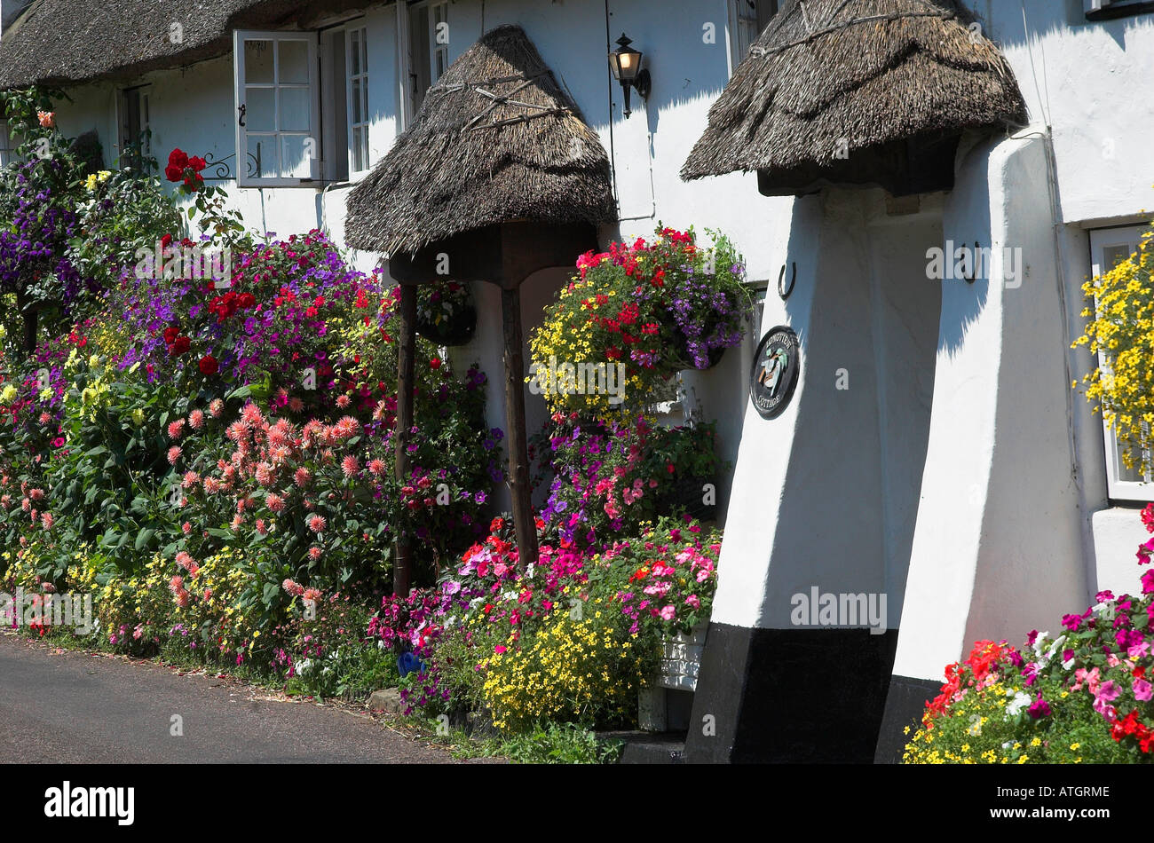 White painted cob and thatch cottages with summer flower display in ...