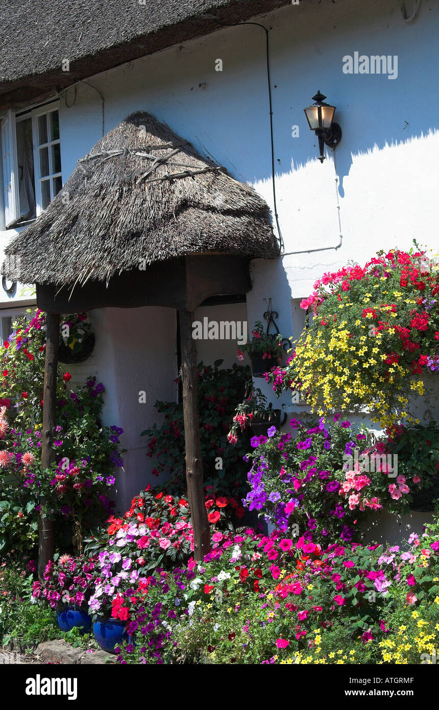 White painted cob and thatch cottages with summer flower display in ...