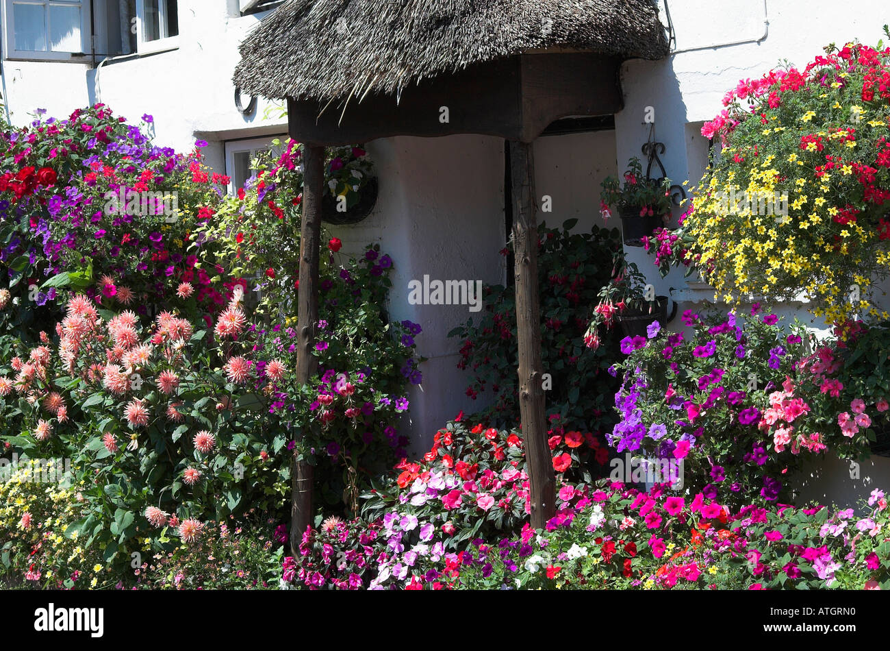 White painted cob and thatch cottages with summer flower display in ...