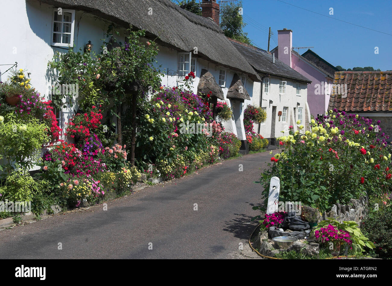 White painted cob and thatch cottages with summer flower display in ...