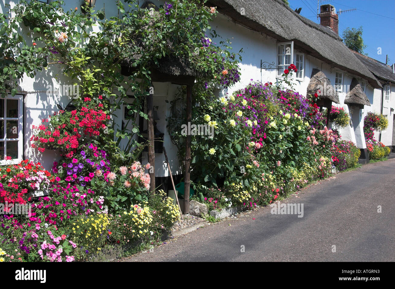 White painted cob and thatch cottages with summer flower display in ...