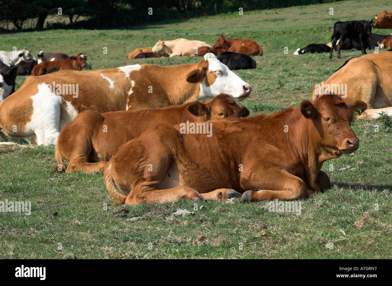 Devon red beef cattle hi-res stock photography and images - Alamy