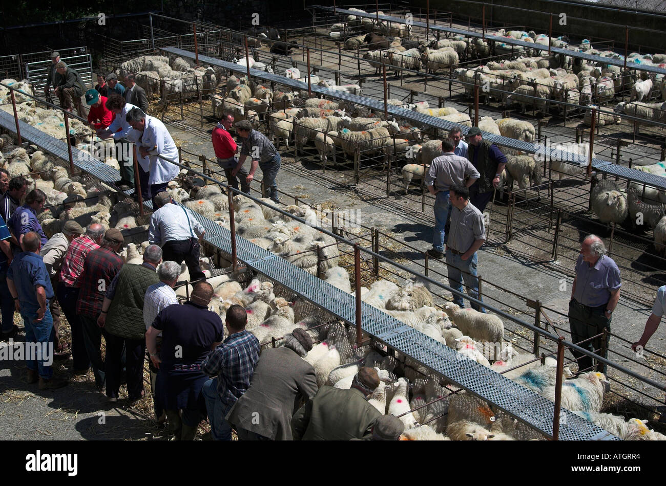 Sheep market at Dolgellau, Gwynedd, North Wales Stock Photo - Alamy