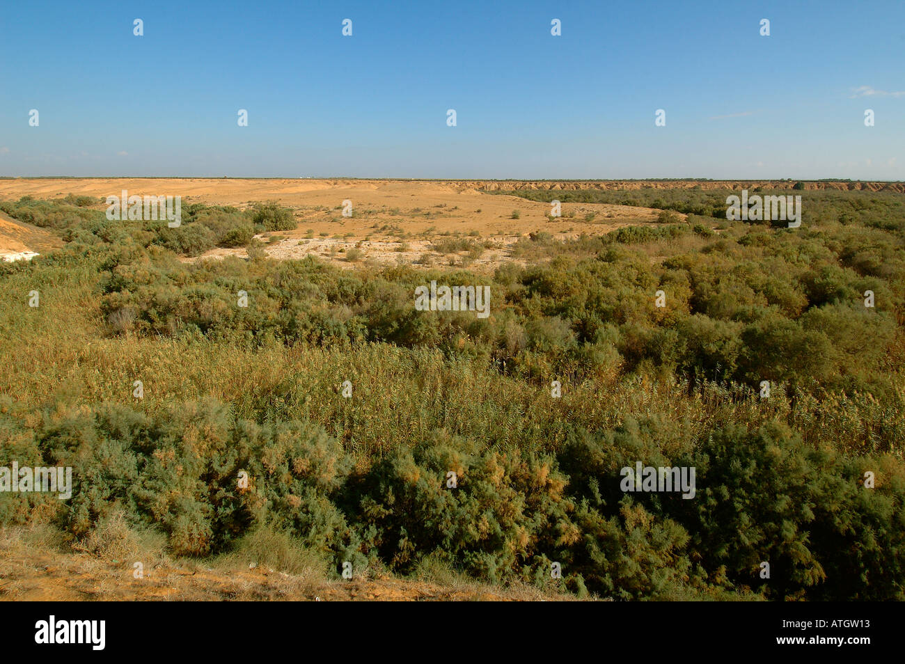 Wadi Besor or Nahal besor, nature reserve in the Negev desert southern ...