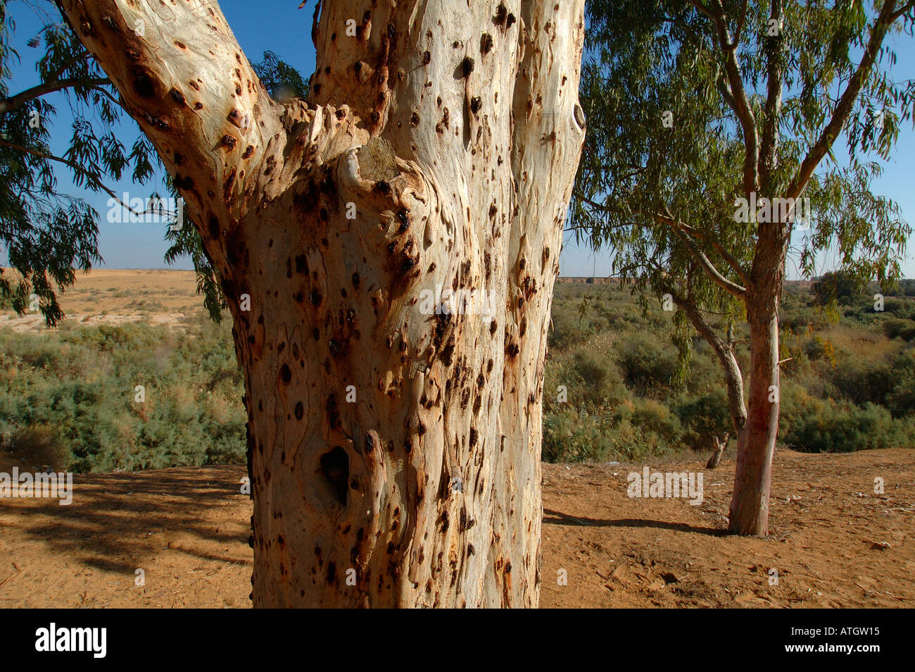 Wadi Besor nature reserve in the Negev desert southern Israel Stock ...