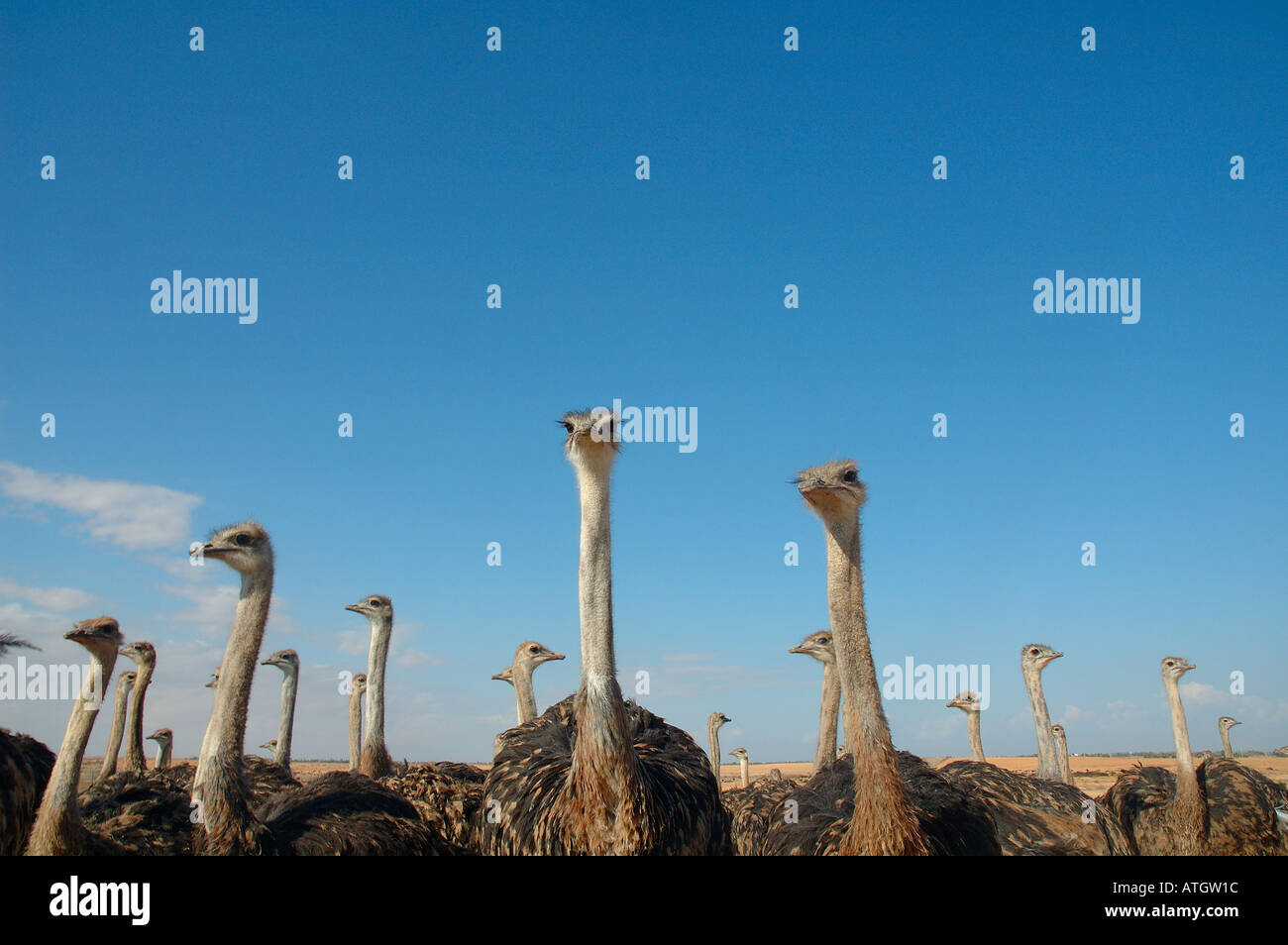 Flock of Ostriches in El Haya'en Ostrich Farm which spreads over desert ...