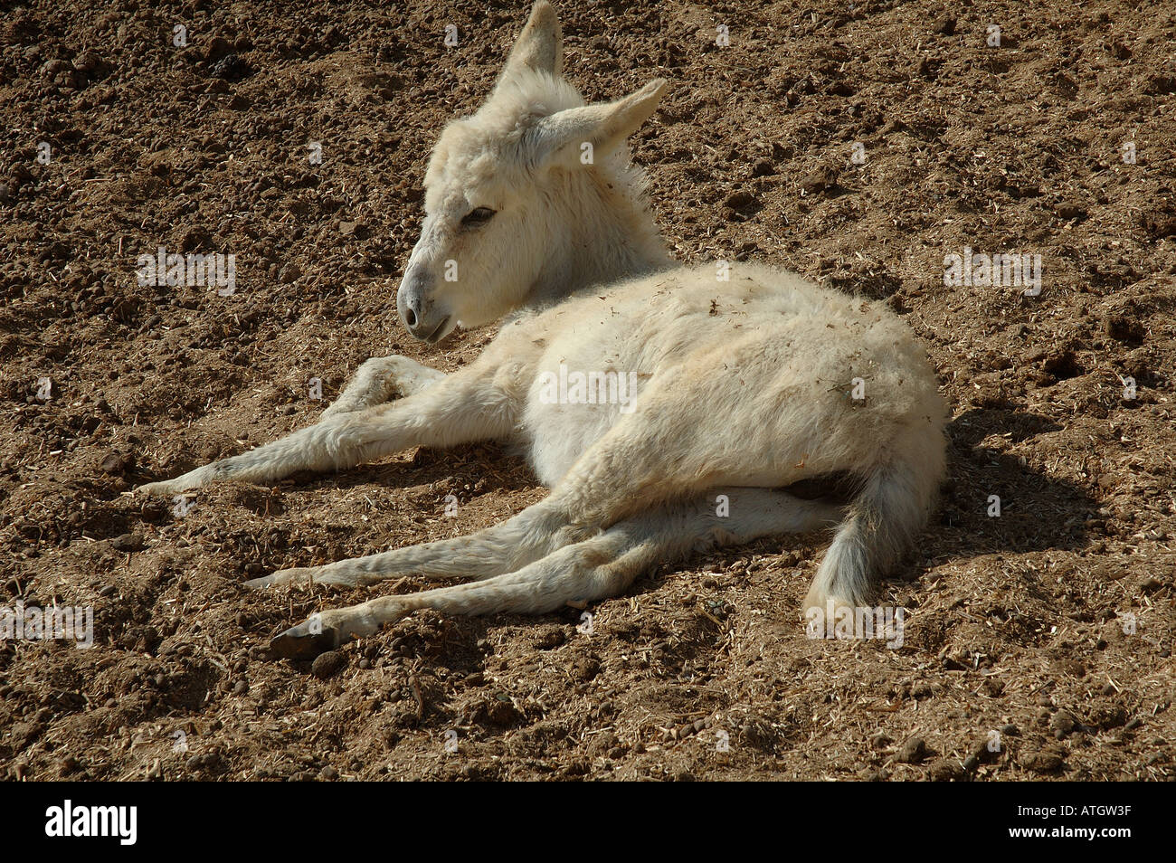 White donkey hi-res stock photography and images - Alamy