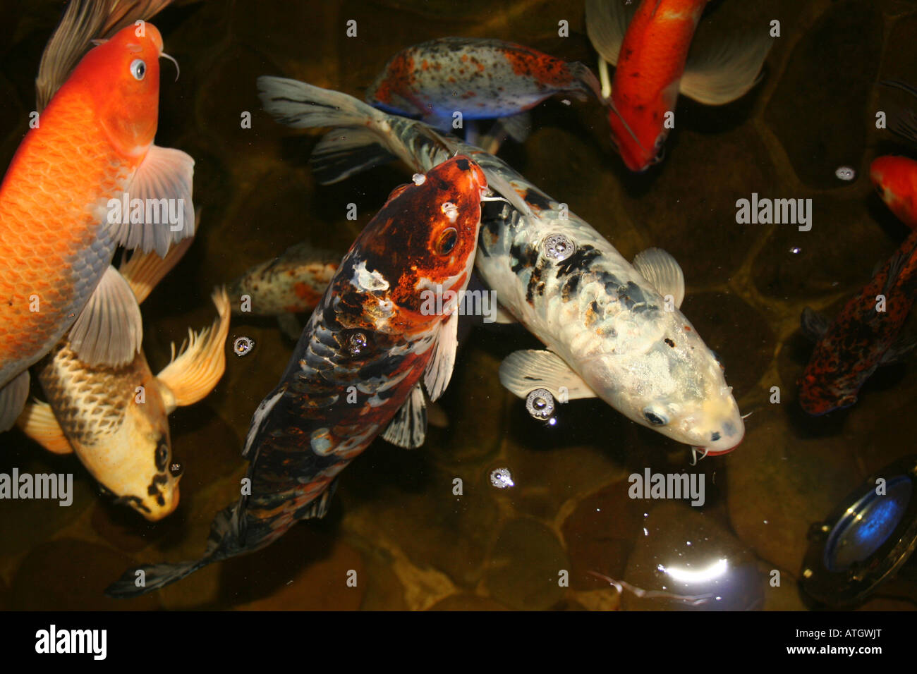 Japan Koi fish Stock Photo - Alamy