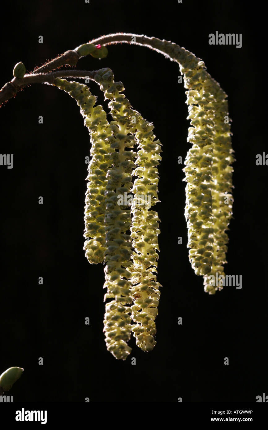 Catkins hanging from branch against black background Stock Photo - Alamy