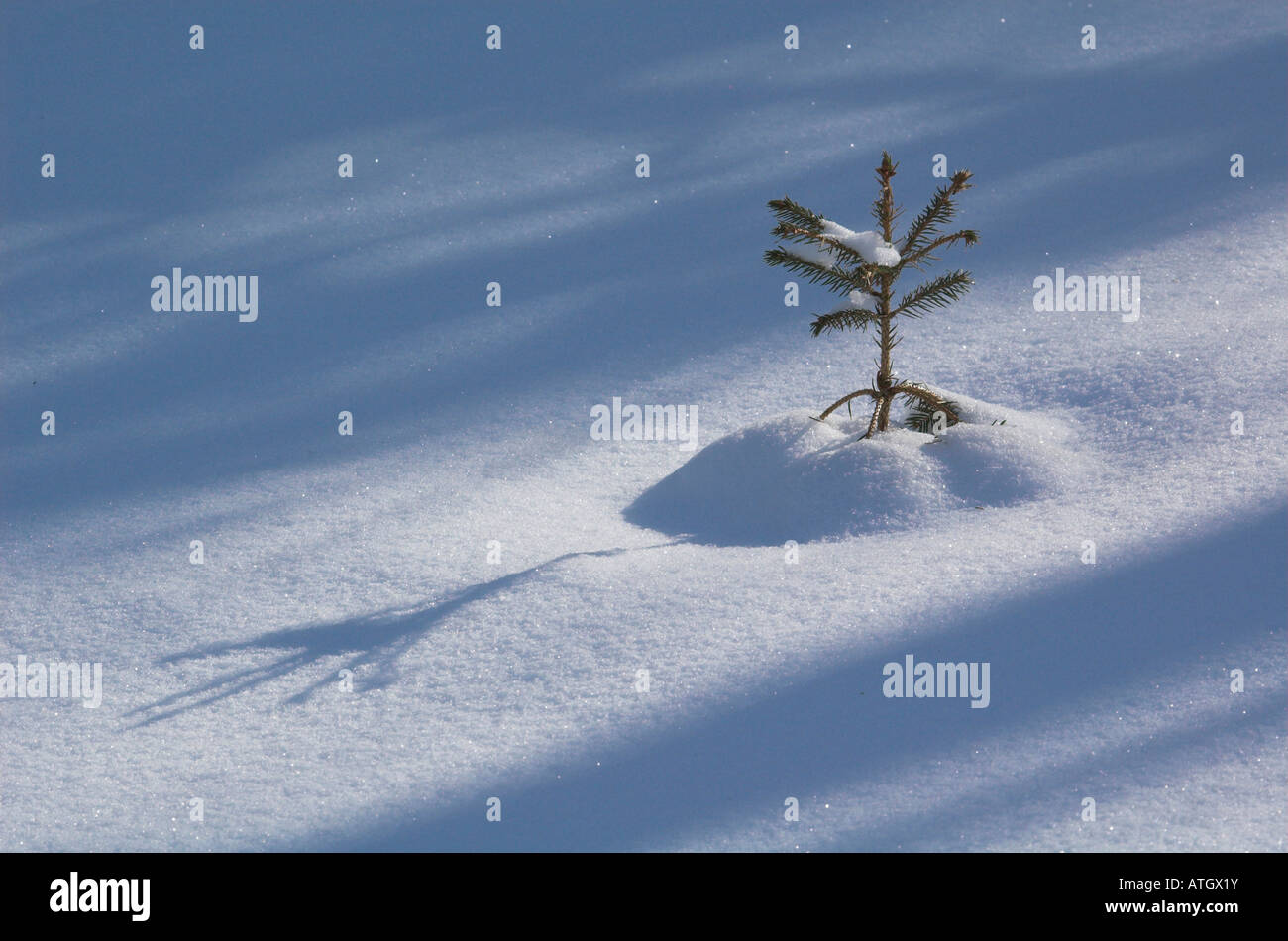 Picea picea sp hi-res stock photography and images - Alamy