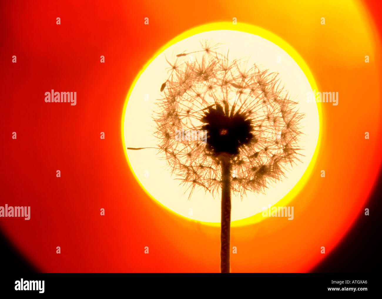 Sun disk hi-res stock photography and images - Alamy