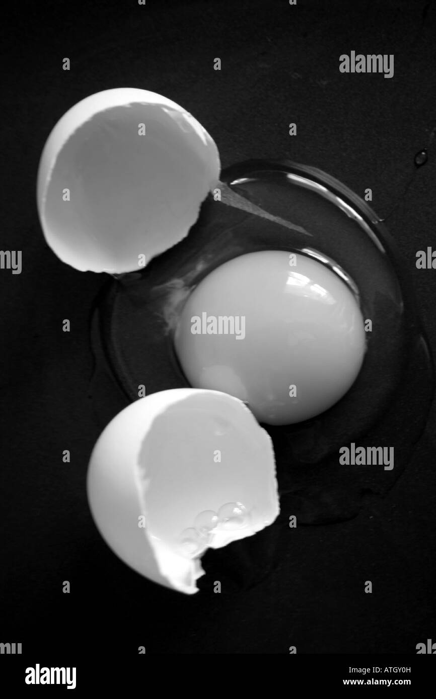 Shell in beak Black and White Stock Photos & Images - Alamy