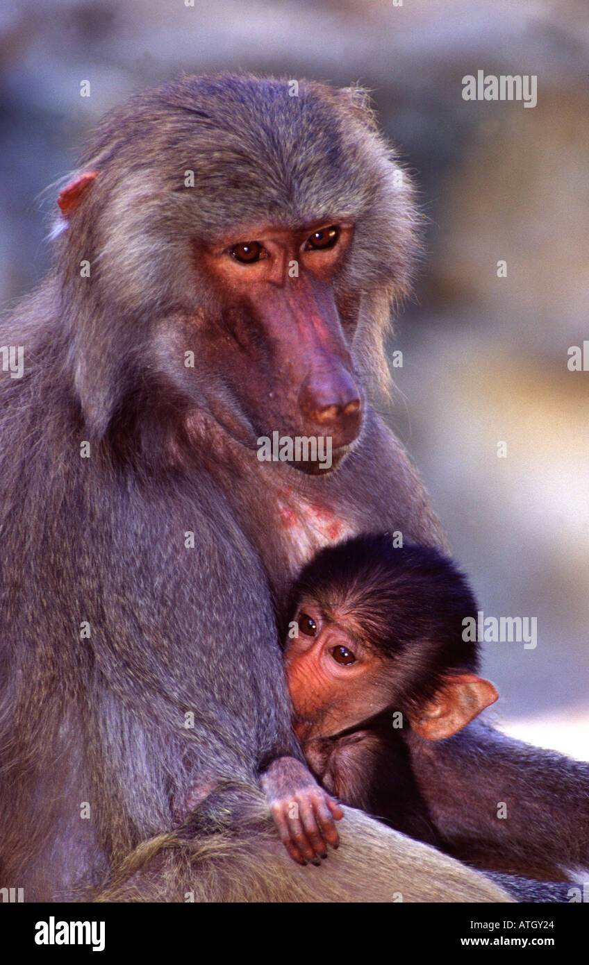 Hamadryas pavian papio hamadryas hi-res stock photography and images ...