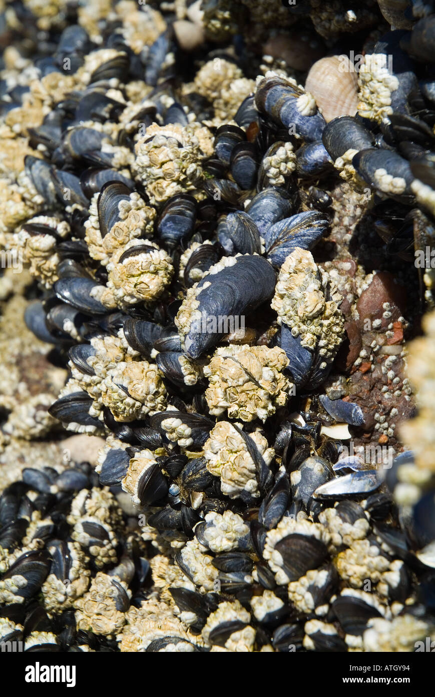 Scottish mussel shells hi-res stock photography and images - Alamy