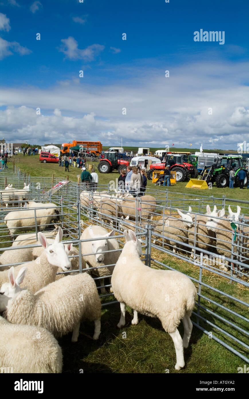 dh East Mainland Show ST ANDREWS ORKNEY Scottish Ewe sheep in livestock pen show ground Stock ...