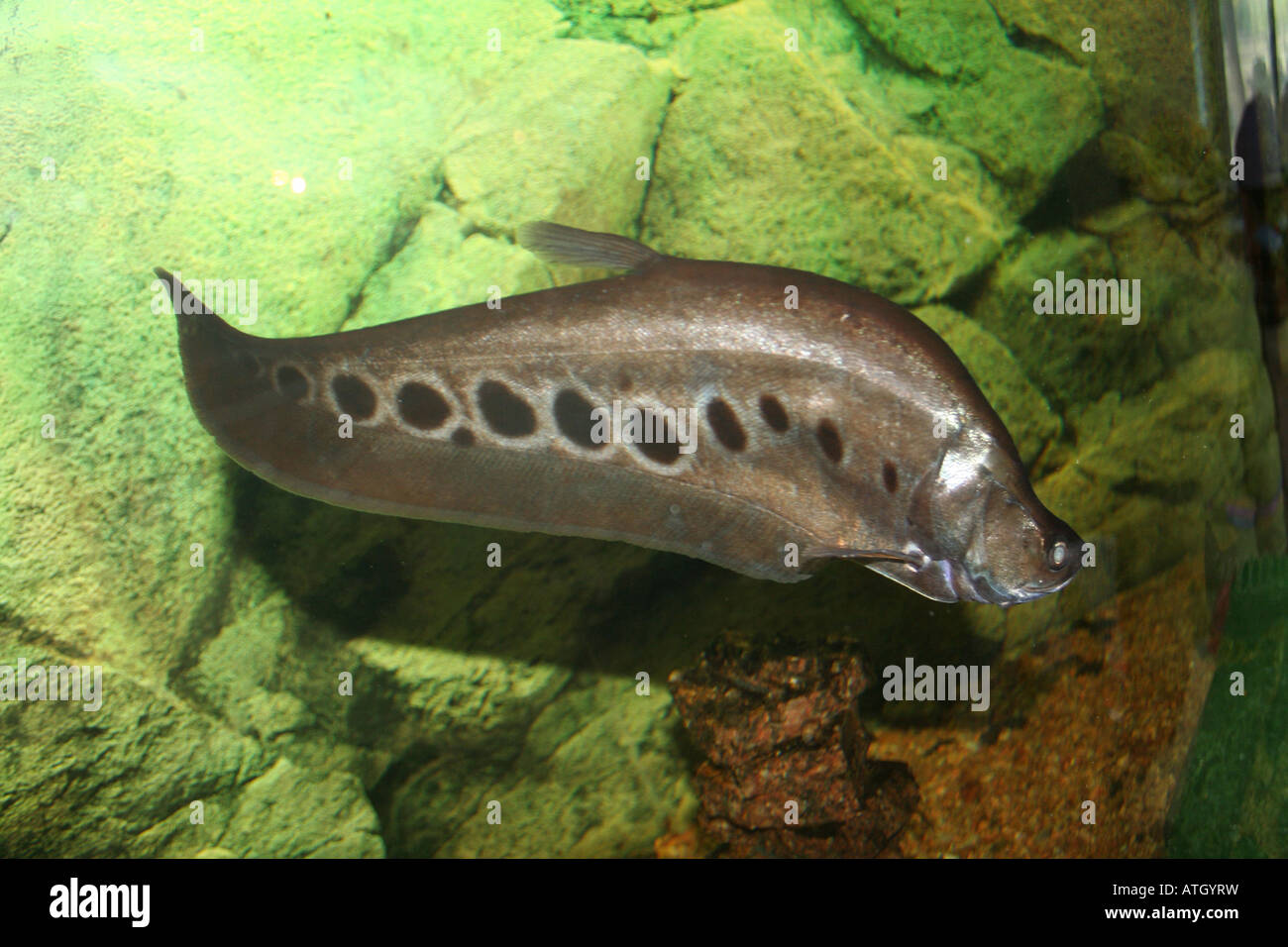 exotic fish Notopterus chitala Stock Photo - Alamy