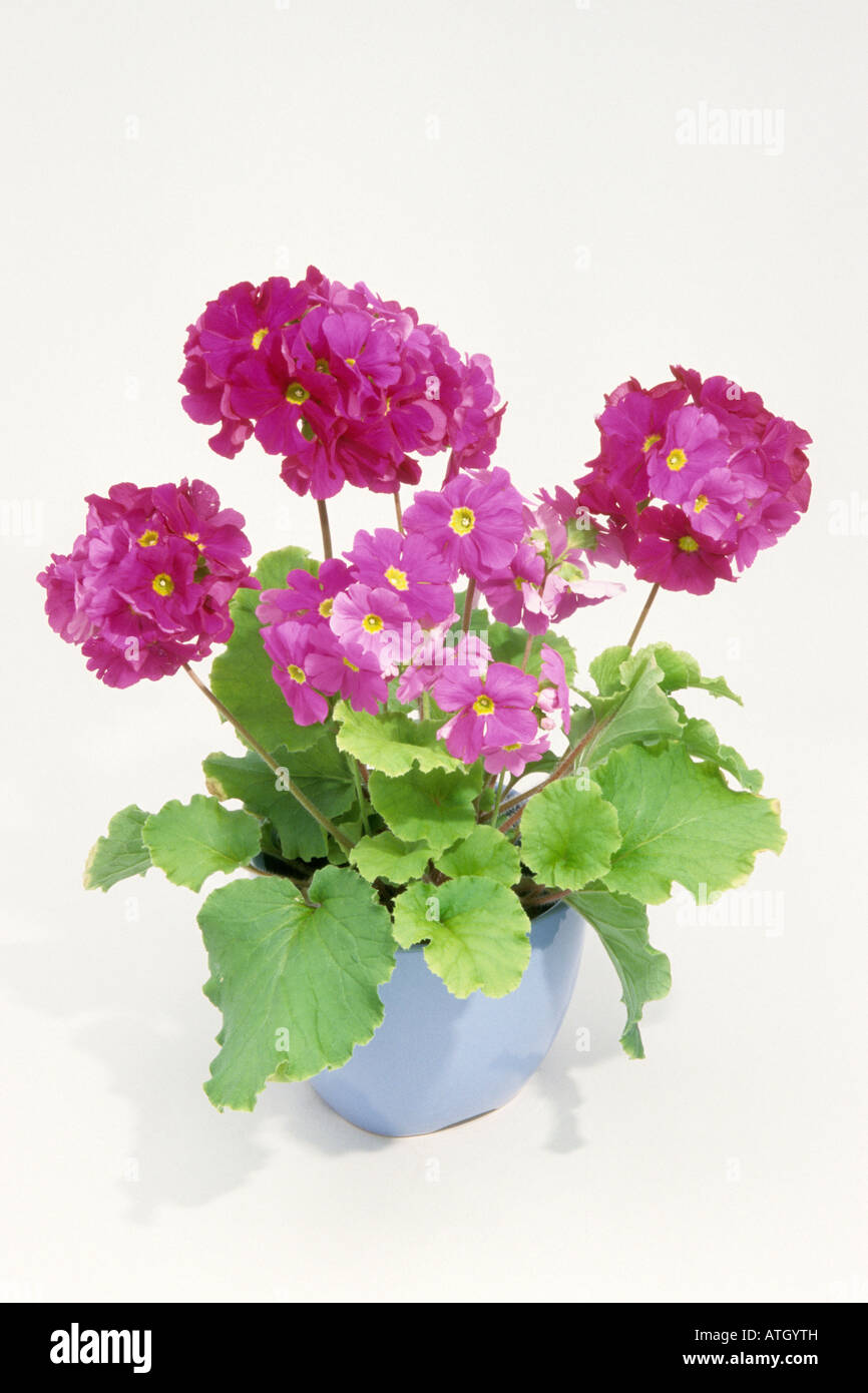 German primrose houseplant hi-res stock photography and images - Alamy